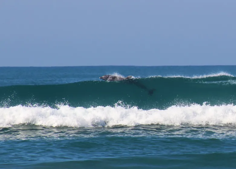 Deine Surf-Reise am Spot Acapulco | CHECK24 Sportreisen